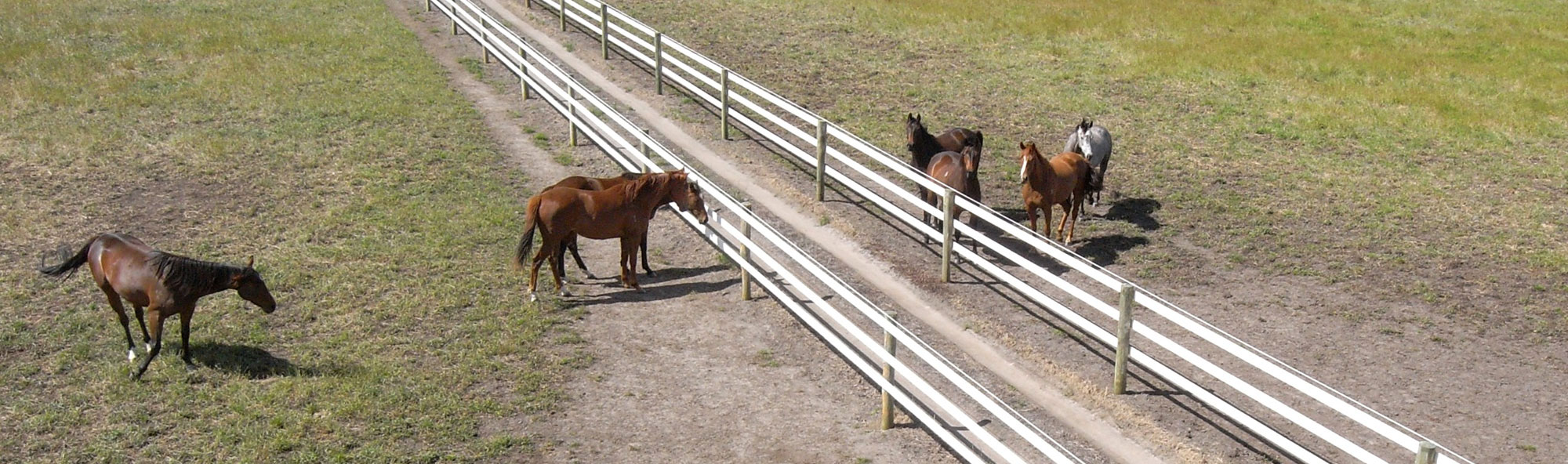 Official Website of Horserail, Hottop and Coated Wire - Safe Horse Fencing