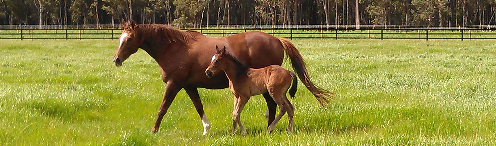 Official Website of Horserail, Hottop and Coated Wire - Safe Horse Fencing